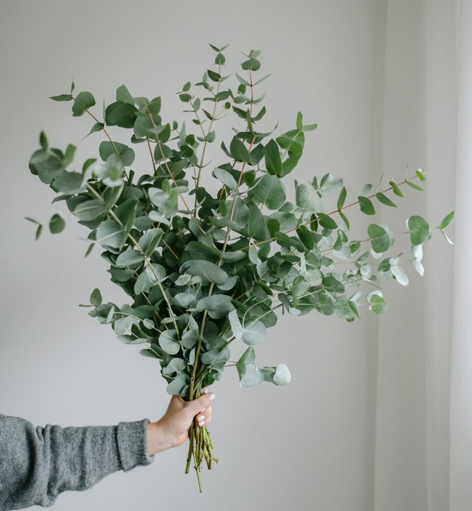 Fresh Eucalyptus Bunch – Cadine